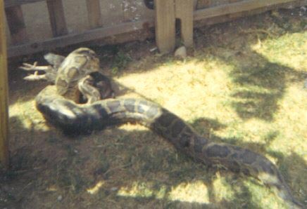 Vietnam Helicopter insignia and artifacts - Images of Vietnam